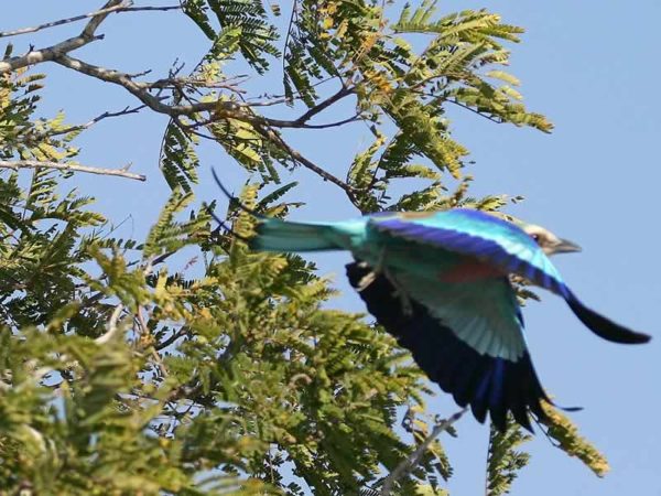 Nabaki Safaris | Wami mbiki Photographic Tourism | Managed by a team of ...